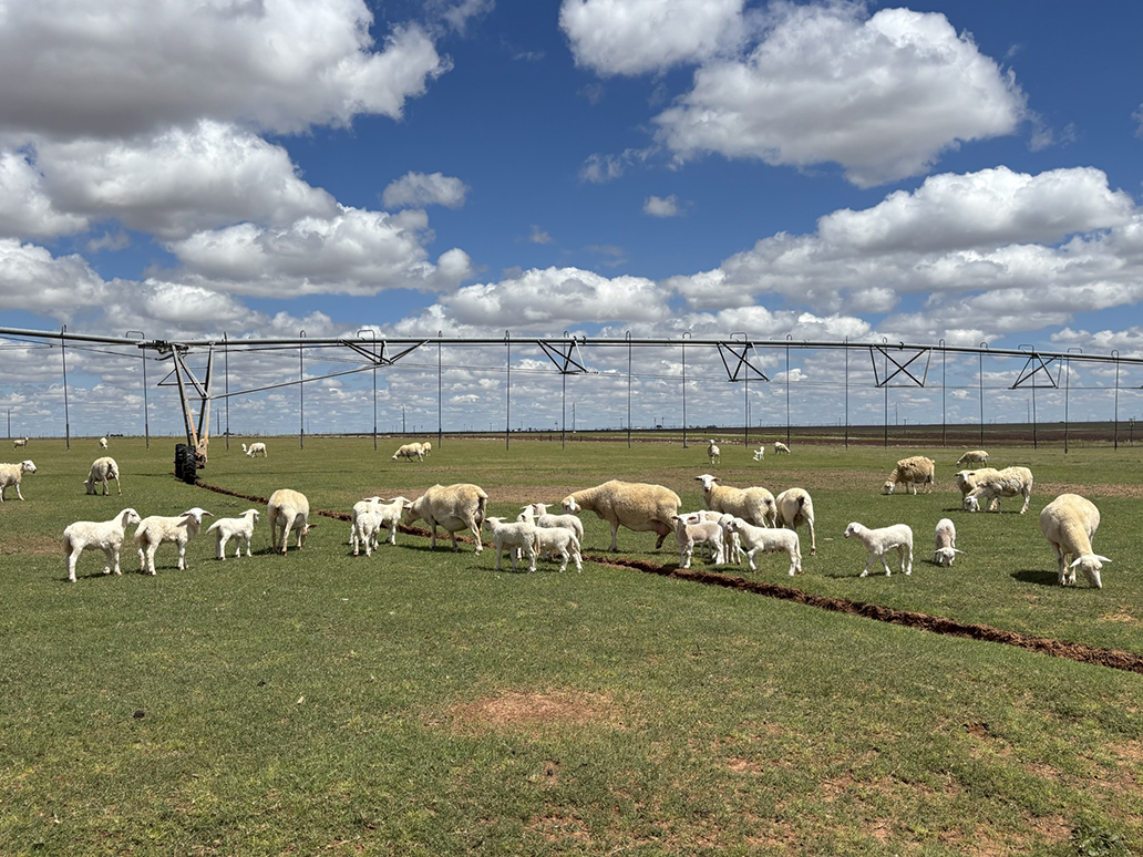 Livestock Weekly